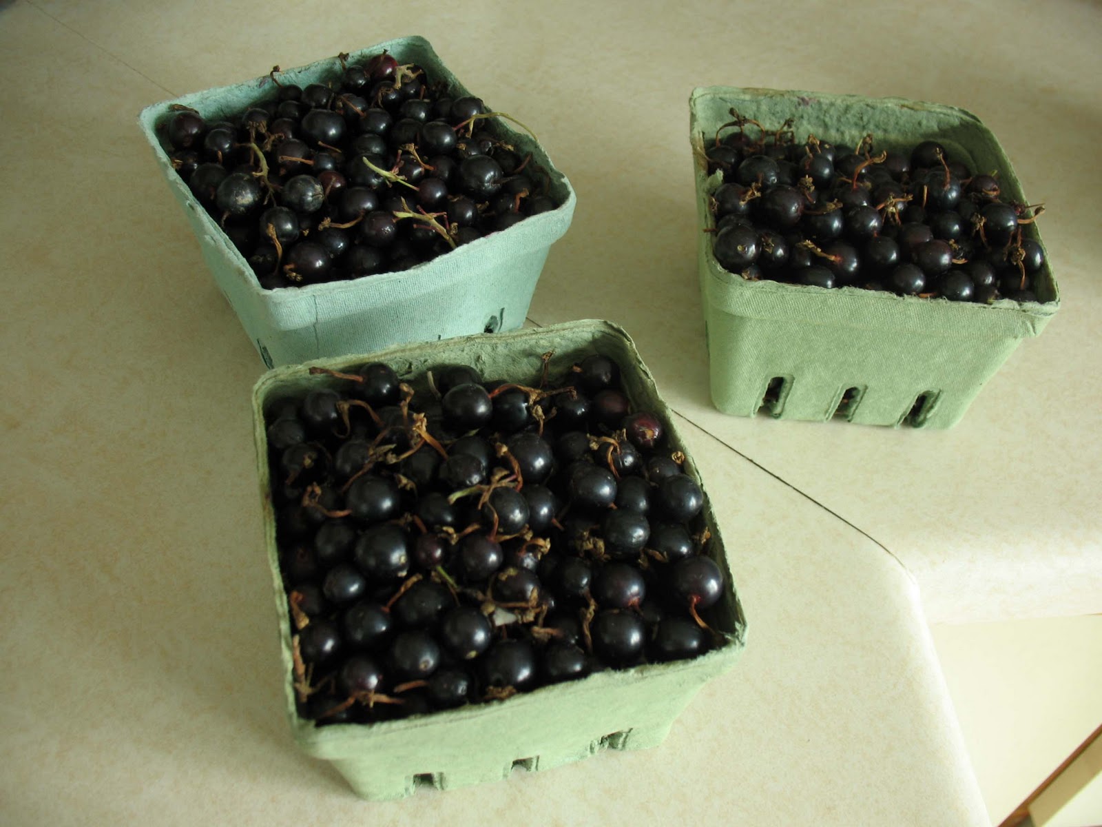 a bit about me: Jostaberry Jelly