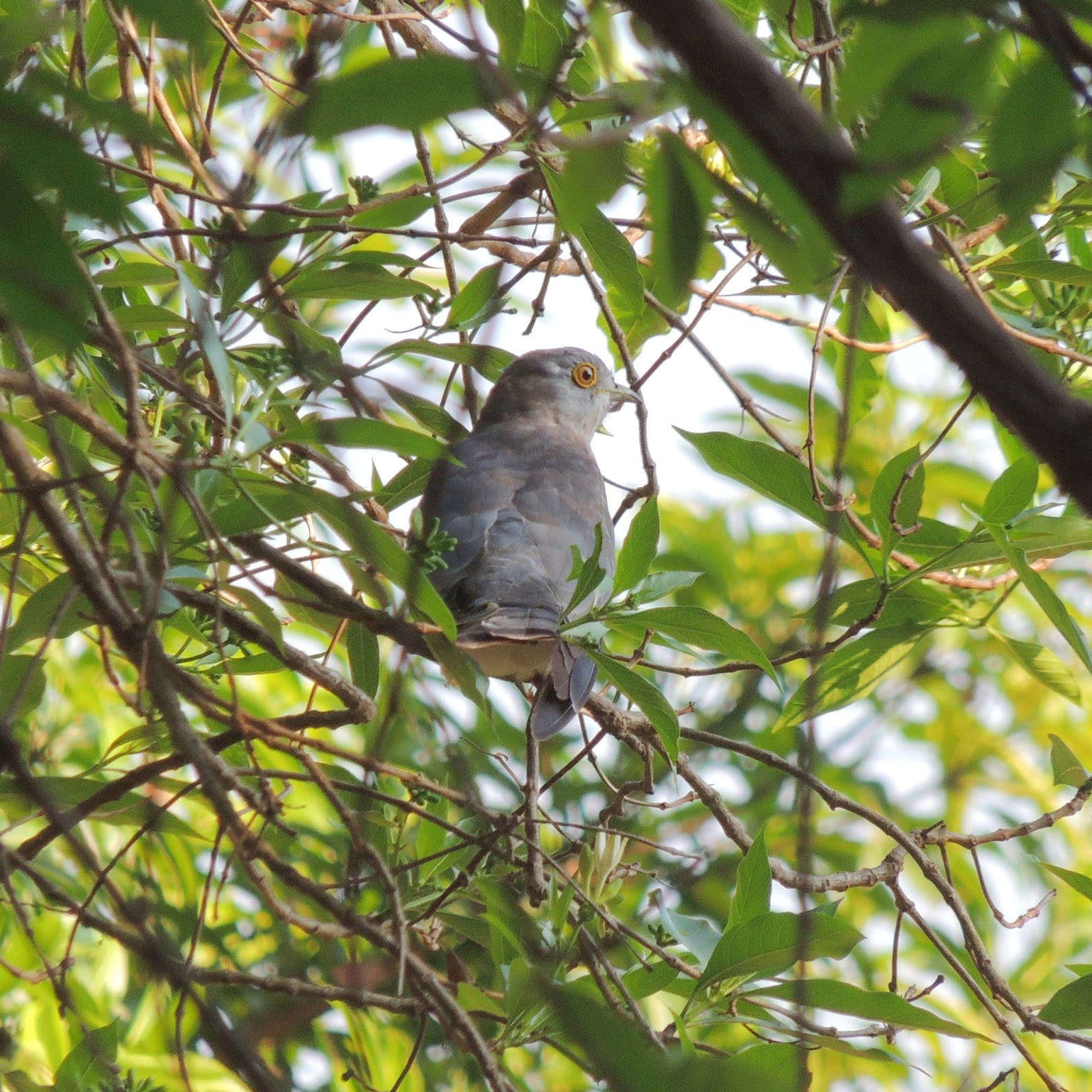 Dera's bio-diversity: Brainfever bird