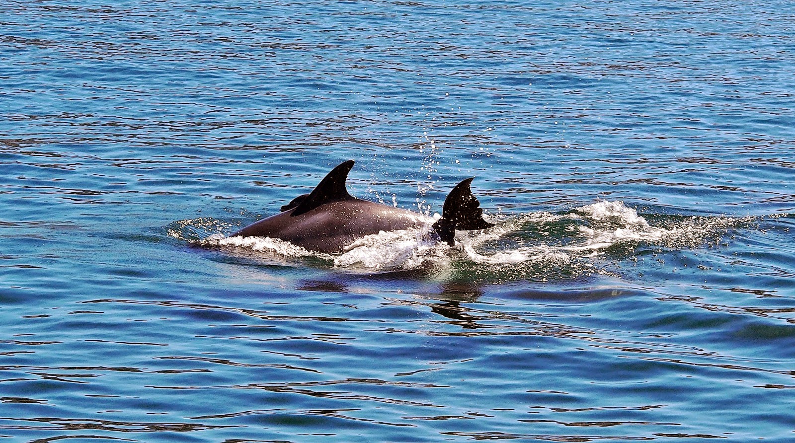 Tras el Objetivo: Delfines mulares gallegos
