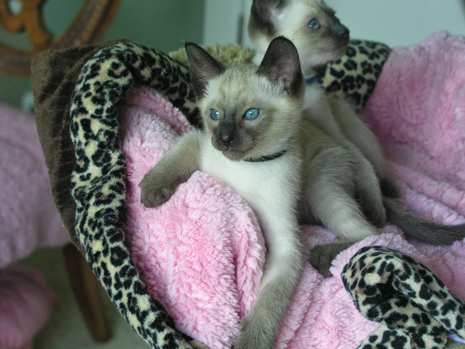 Carolina Blues Cattery Siamese Kittens for Sale