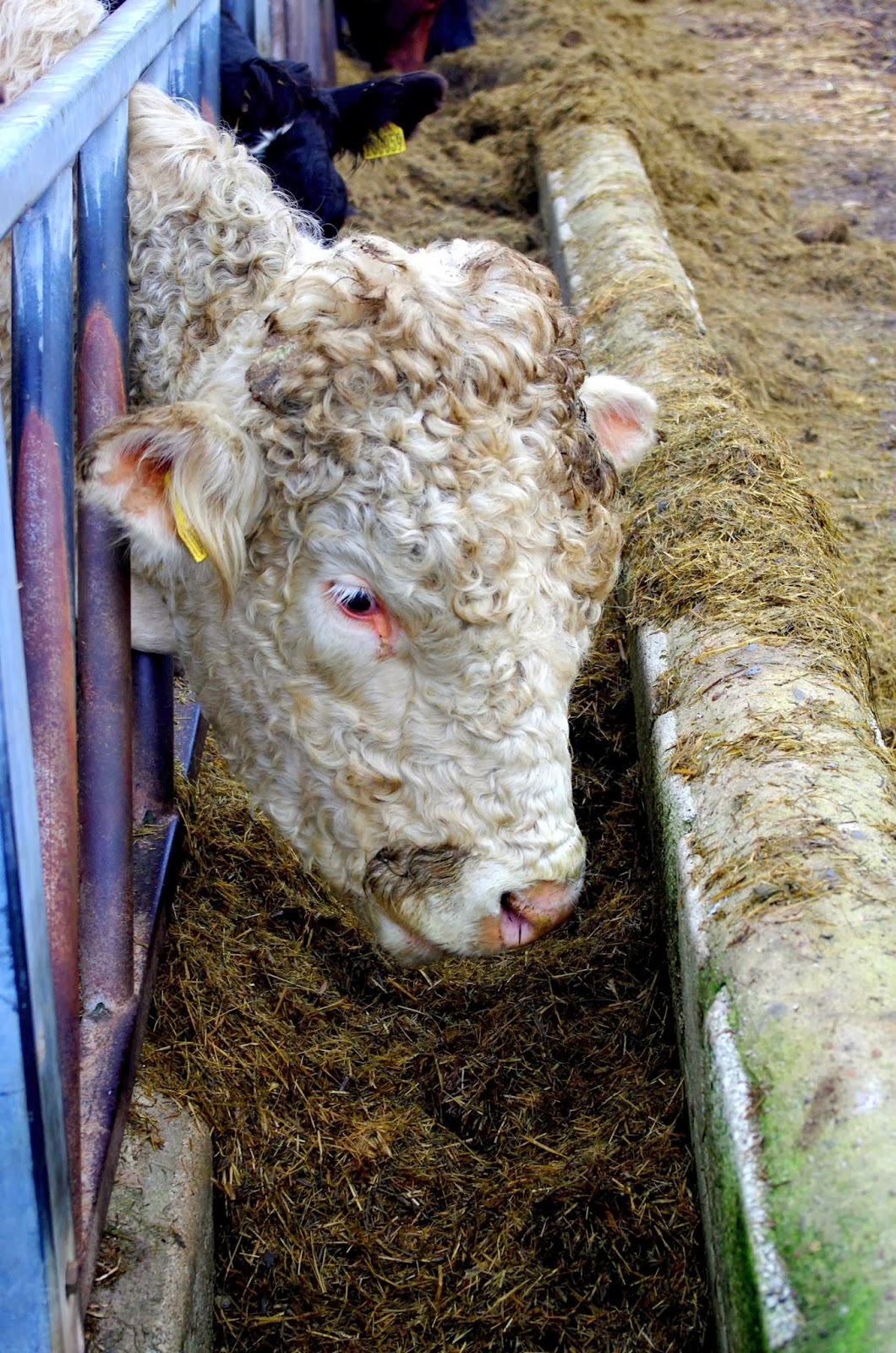 Out & About: Throwley Old Hall