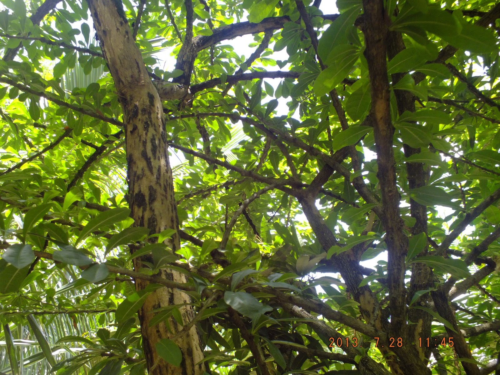 Photography with Dr. Ernie.: Plant/Tree, Miracle fruit, Crescentia ...