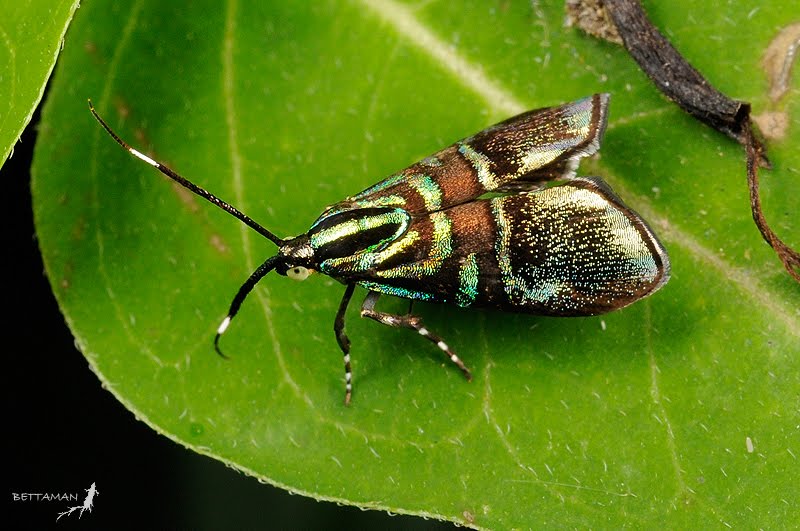 Pollinators: Metalmark moths. More little known pollinators