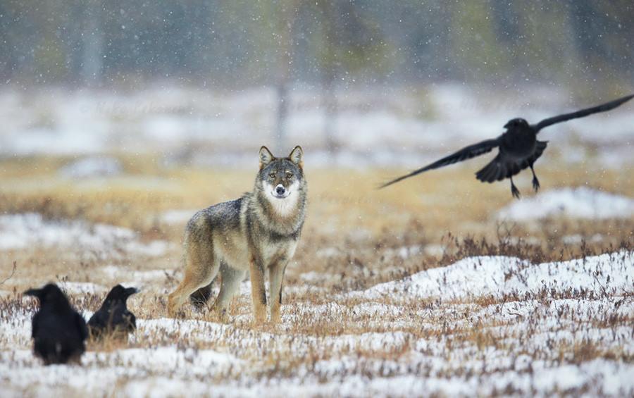 White Wolf : Stunning beauty of wild wolves in Finland by award winning ...