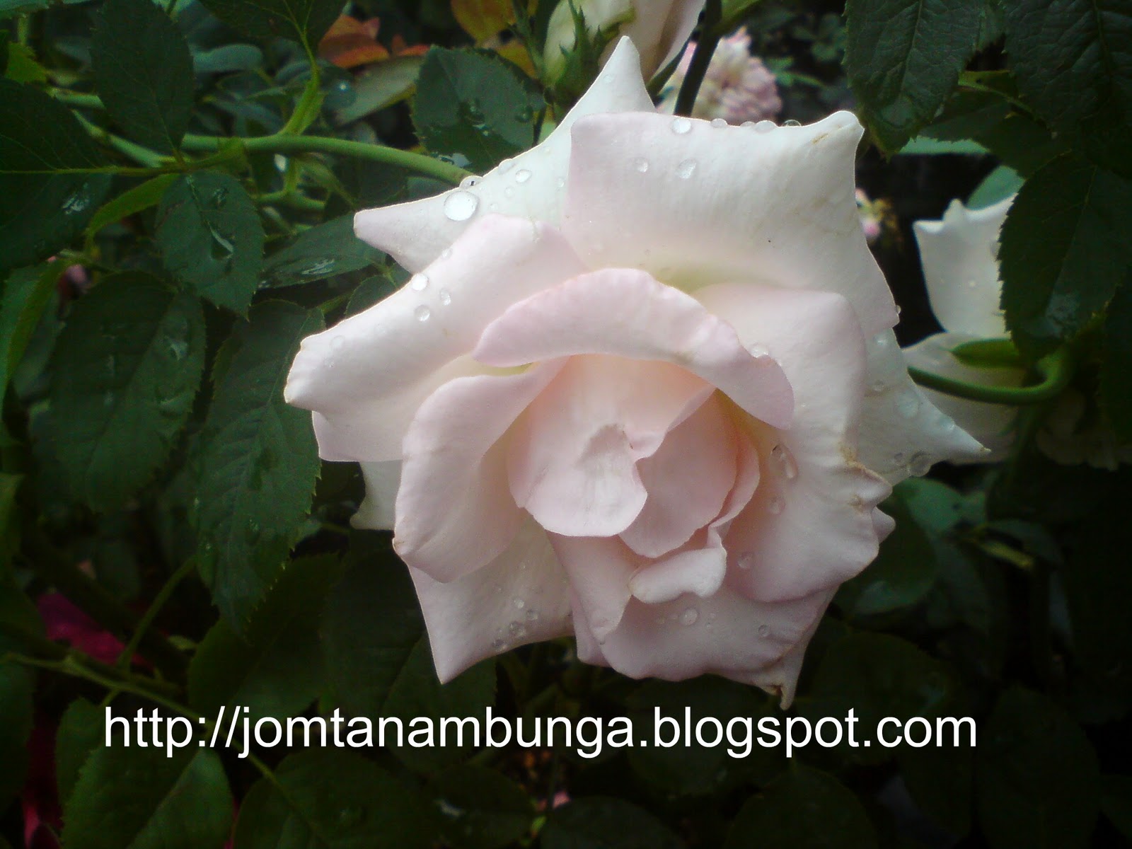 Jom Tanam Bunga: Bunga Ros Si Bunga Popular