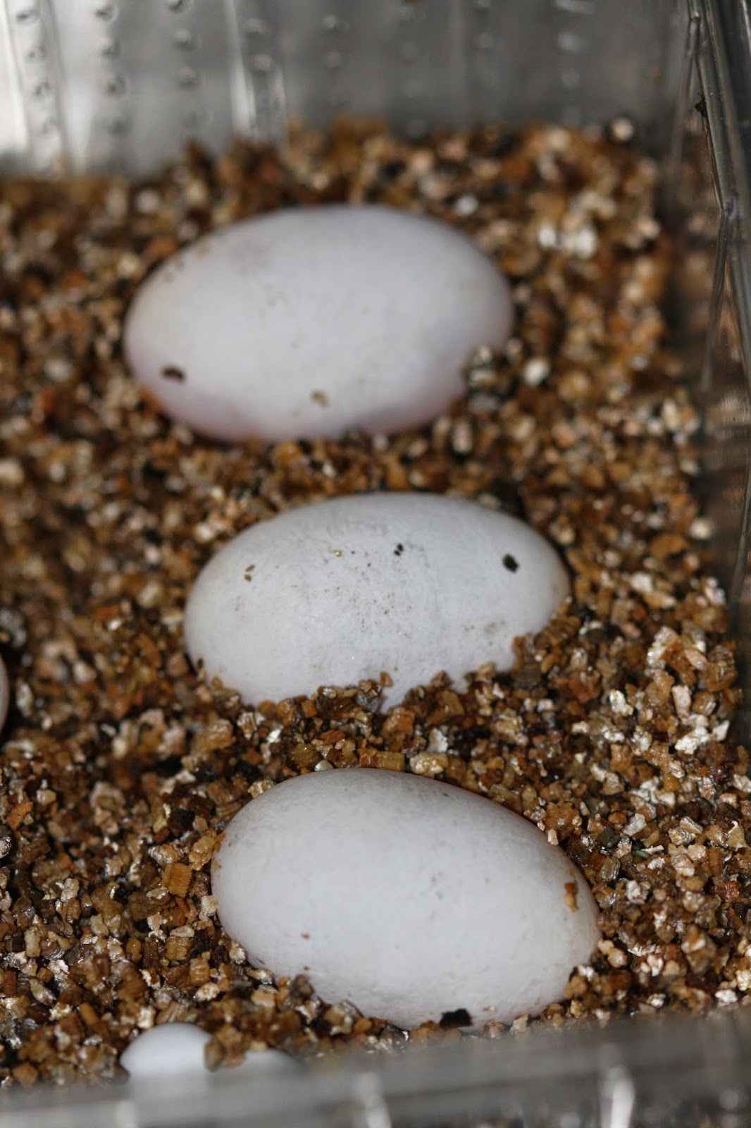 ZOO Logisch: Een ei hoort erbij