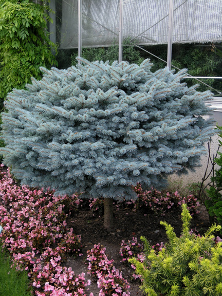 Abeto Azul / Pinheiro Azul / Picea pungens glauca / Usado para Bonsai