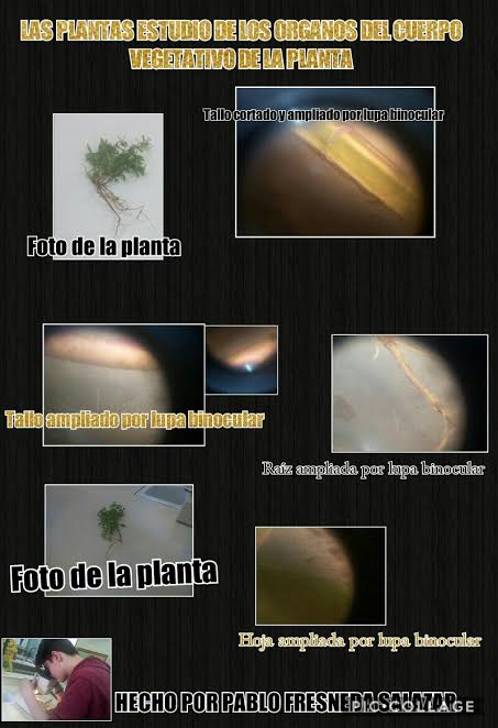 BIOLOGÍA Y GEOLOGÍA 1ESO EXXI - IES MAR. BAQUERO: Práctica de ...