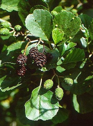 Si totusi povestile...: Faceti-va bine (13)