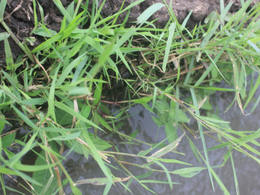 7 Jenis Rumput Bagus Untuk Taman Lanskap (Landscape) - TUKANG TAMAN ...