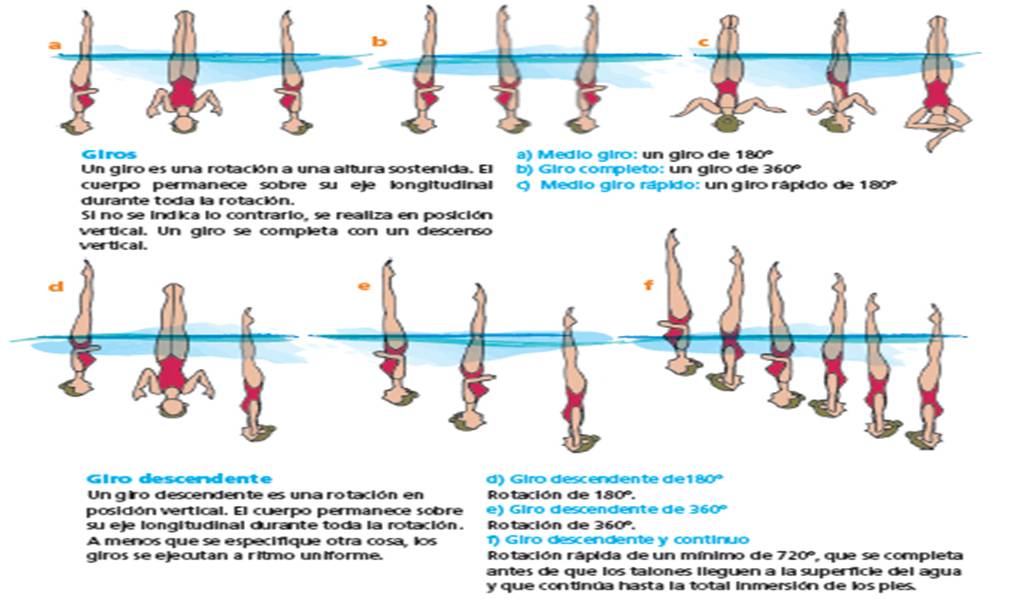 Nado Sincronizado: Posiciones