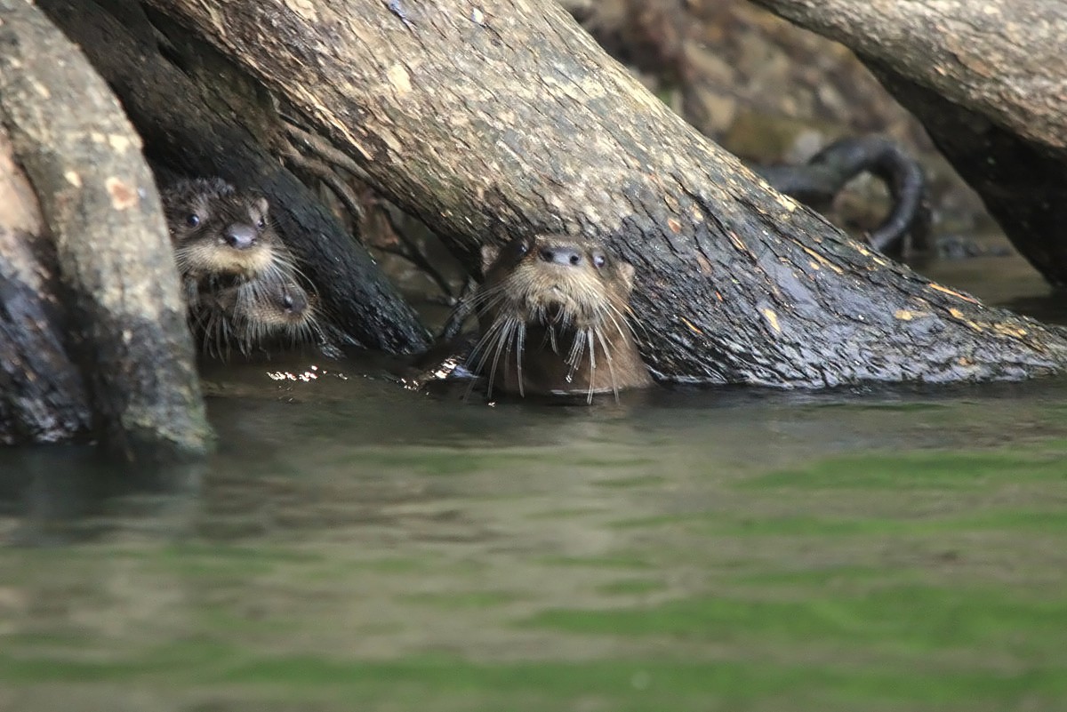 Gary's Outdoor Wanderings2: FRENCH BROAD OTTERS