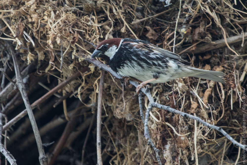 Păsări din Moldova: #183. Vrabia negricioasă