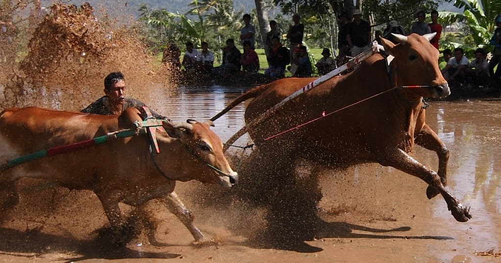 Pacu Jawi, balapan sapi khas minangkabau ~ Diecast | Coffee ...