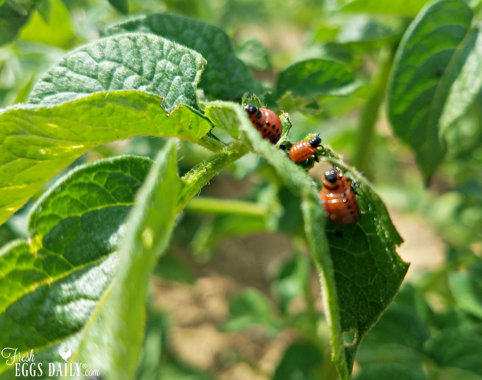 Good Bugs vs. Bad Bugs | The Struggle between Good and Evil in the ...