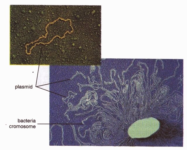 Genetic Manipulation - Plasmid And Enzyme - New Science Biology