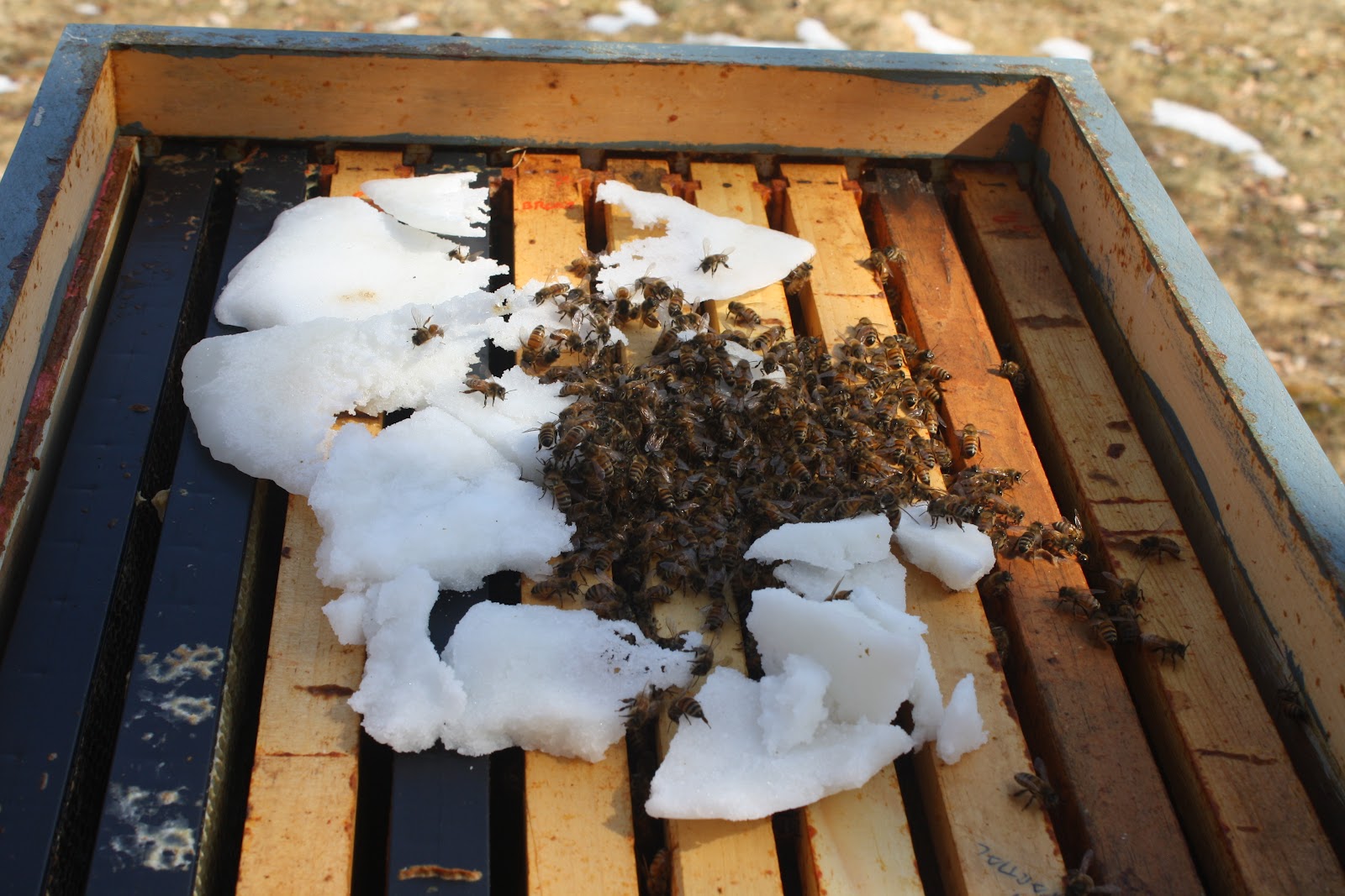 Steven's Bees: Backyard Check 03-08-2012 - 1 Dead Hive?