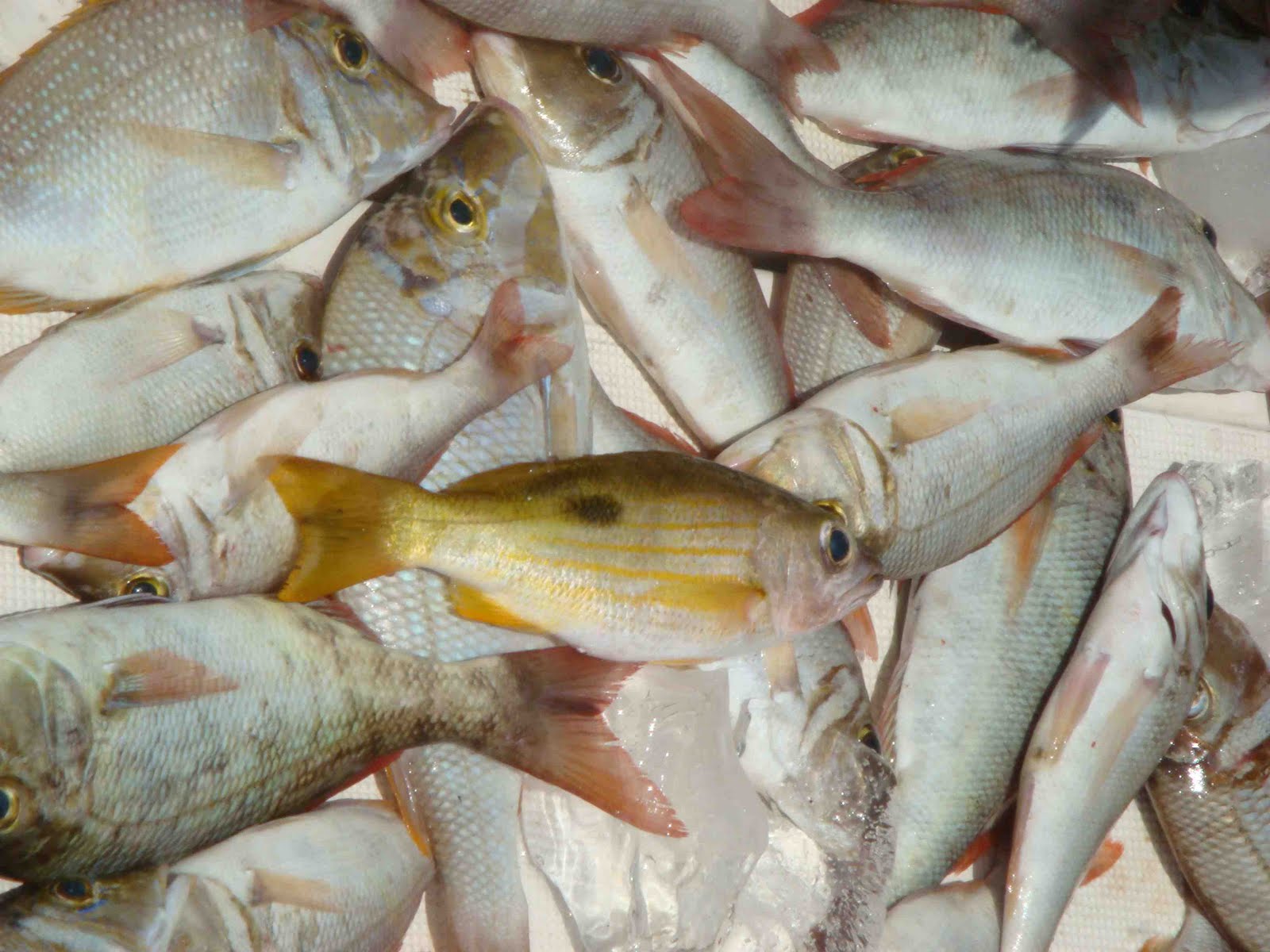 Guerilla Fishan: Fishan Al-Arabi @ Doha, Qatar