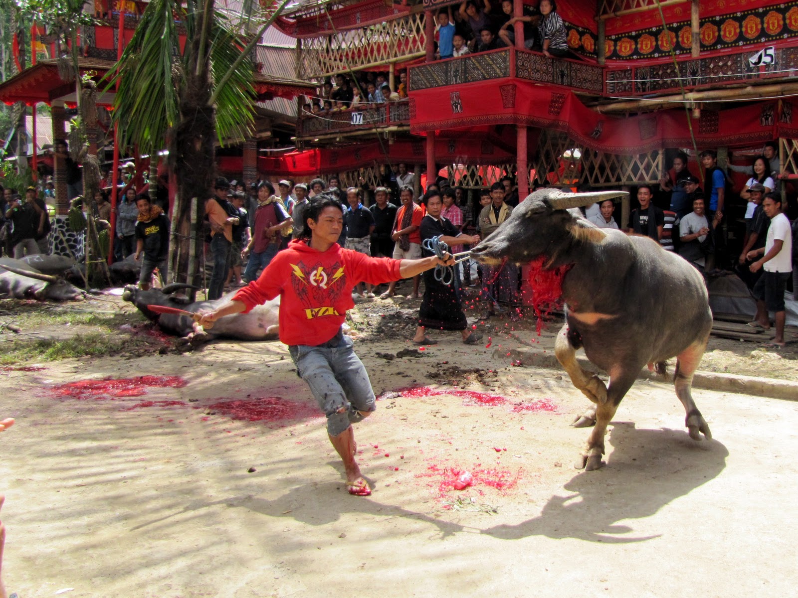 CORDELIA'S JOURNEYS: Exploring the Culture of Tana Toraja