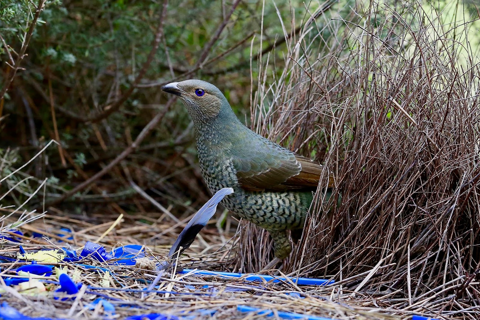 Avithera: Satin Bowerbirds 2018