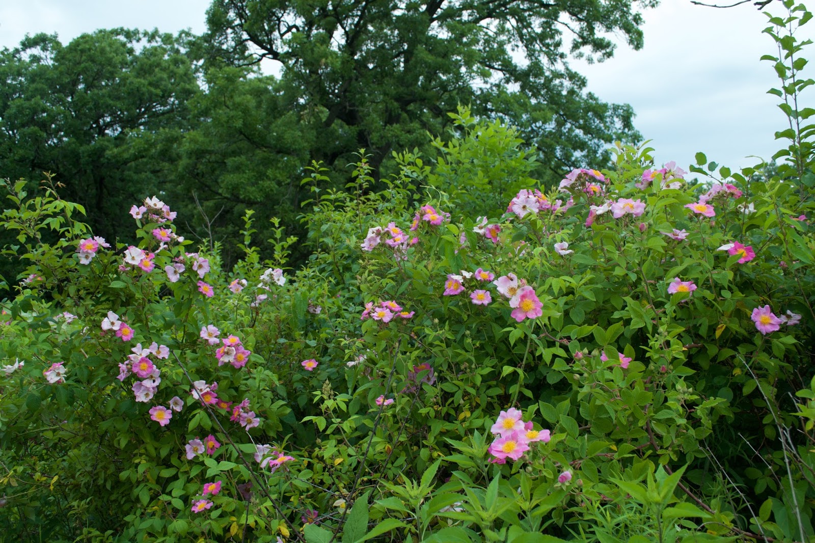 Strategies for Stewards: from woods to prairies : Shrub Thickets of the ...