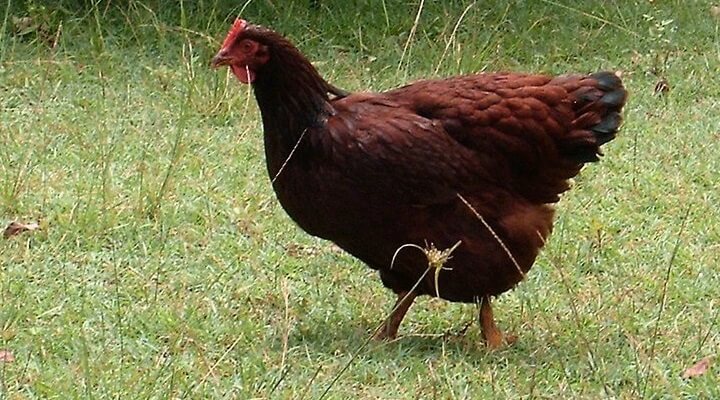 GALINHA CAIPIRA: LINHAGENS AMERICANAS