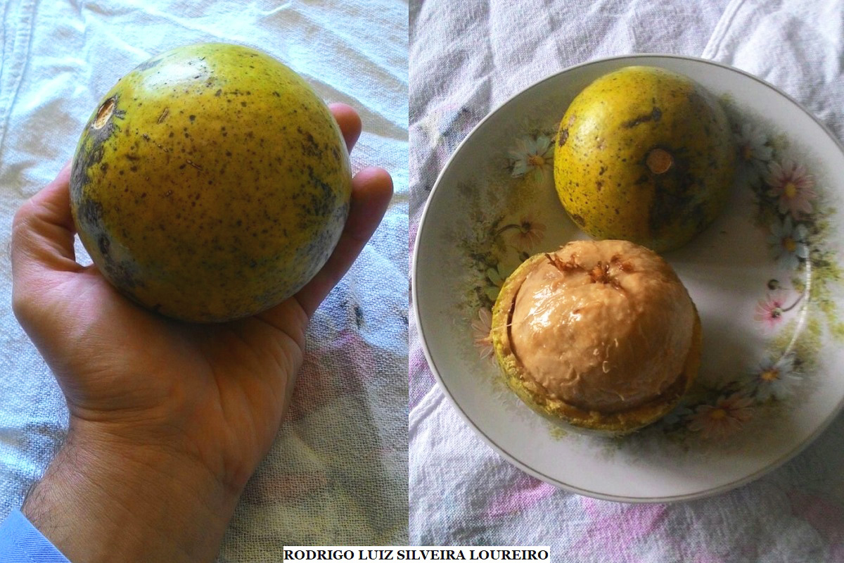 Viveiro Ciprest - Plantas Nativas e Exóticas: Maciela ou Massala ...