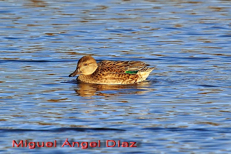 Cuaderno de Campo: Cerceta común (Anas crecca)