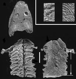 Blog de la Vida Prehistórica: Greererpeton