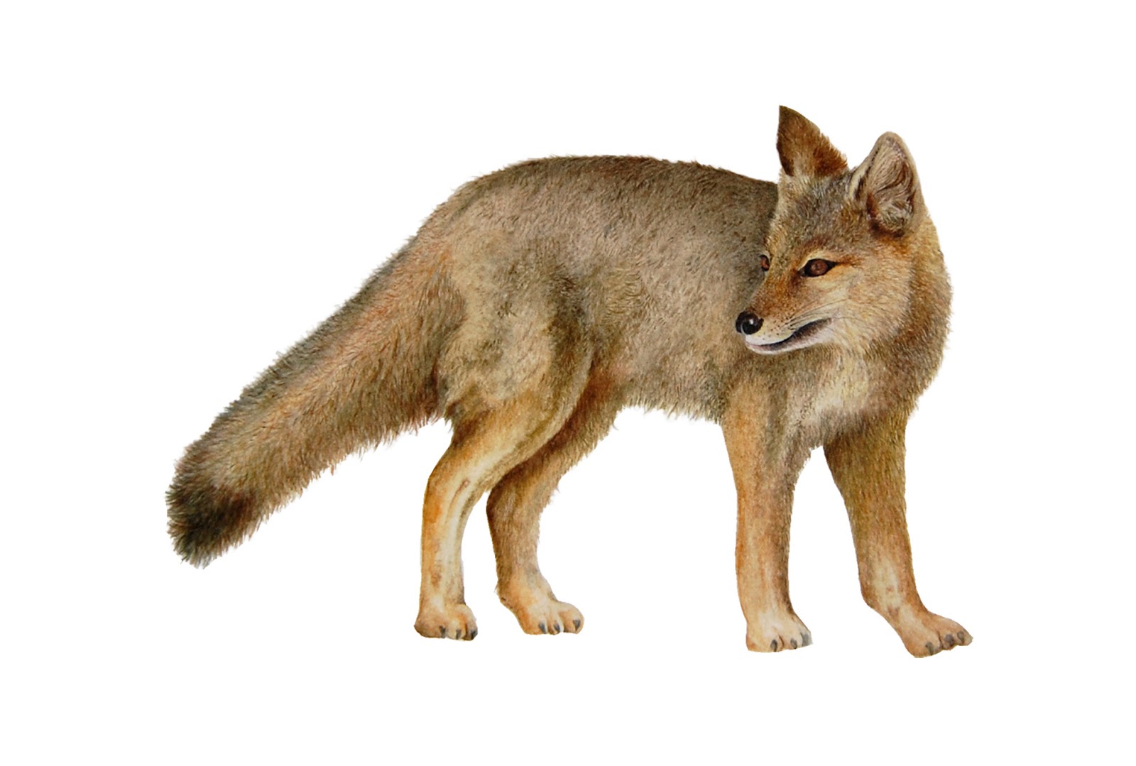 ANDREA UGARTE: Zorro gris - Lycalopex griseus