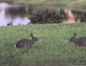 Funny animal gifs - part 76 (10 gifs) | Amazing Creatures