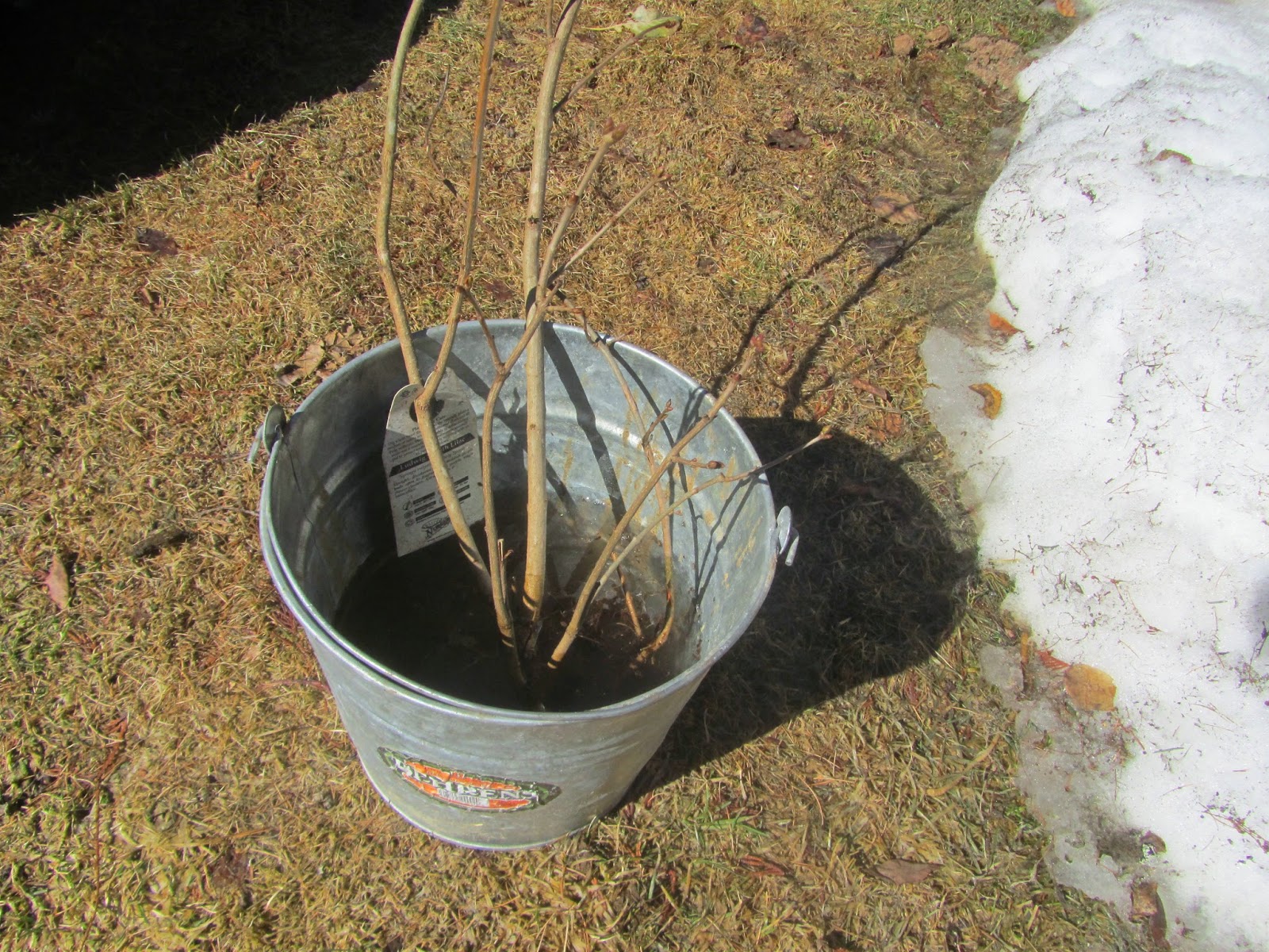 Jen & the Bean stalk: Yard work & Gopher woes... already!