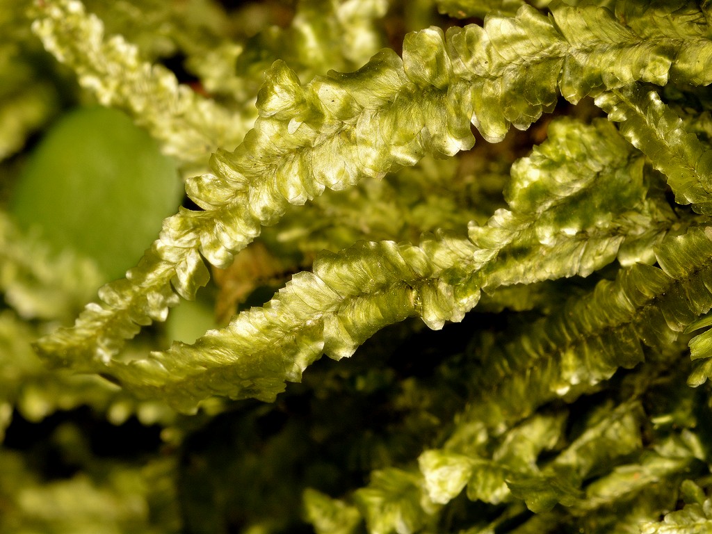 そよ風のなかで Part2: 2月 2016