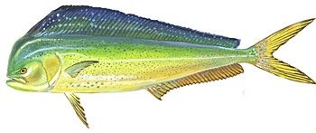 Annette's Stories of the South: Fishing