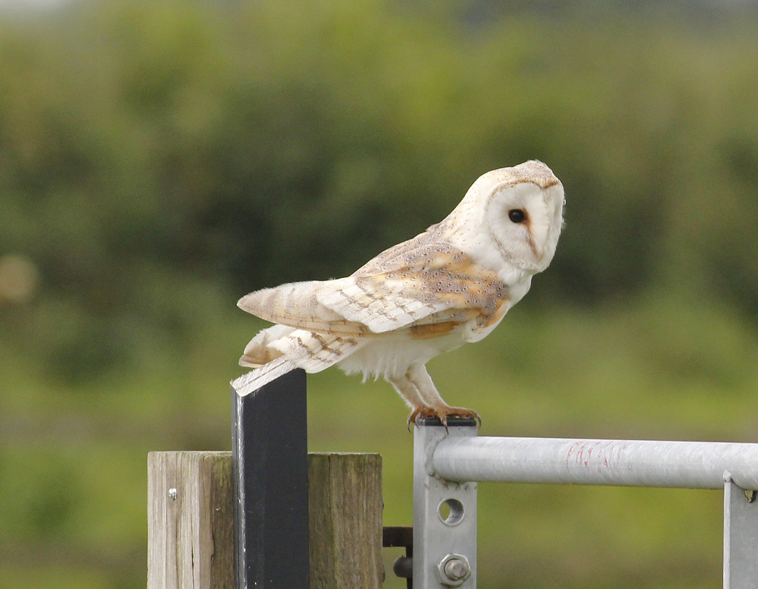 Another Bird Blog: Farmer’s Friend
