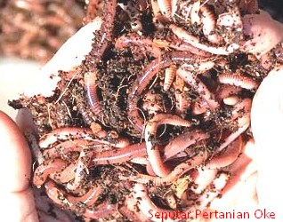 Cara Sukses Budidaya Cacing Tanah - REFERENSI ILMU SEPUTAR PERTANIAN