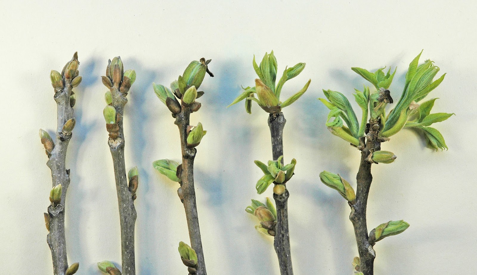 Northern Pecans: Pecan trees breaking bud