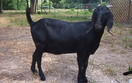 black bengal goat farming is a high profit | Easy way to Business