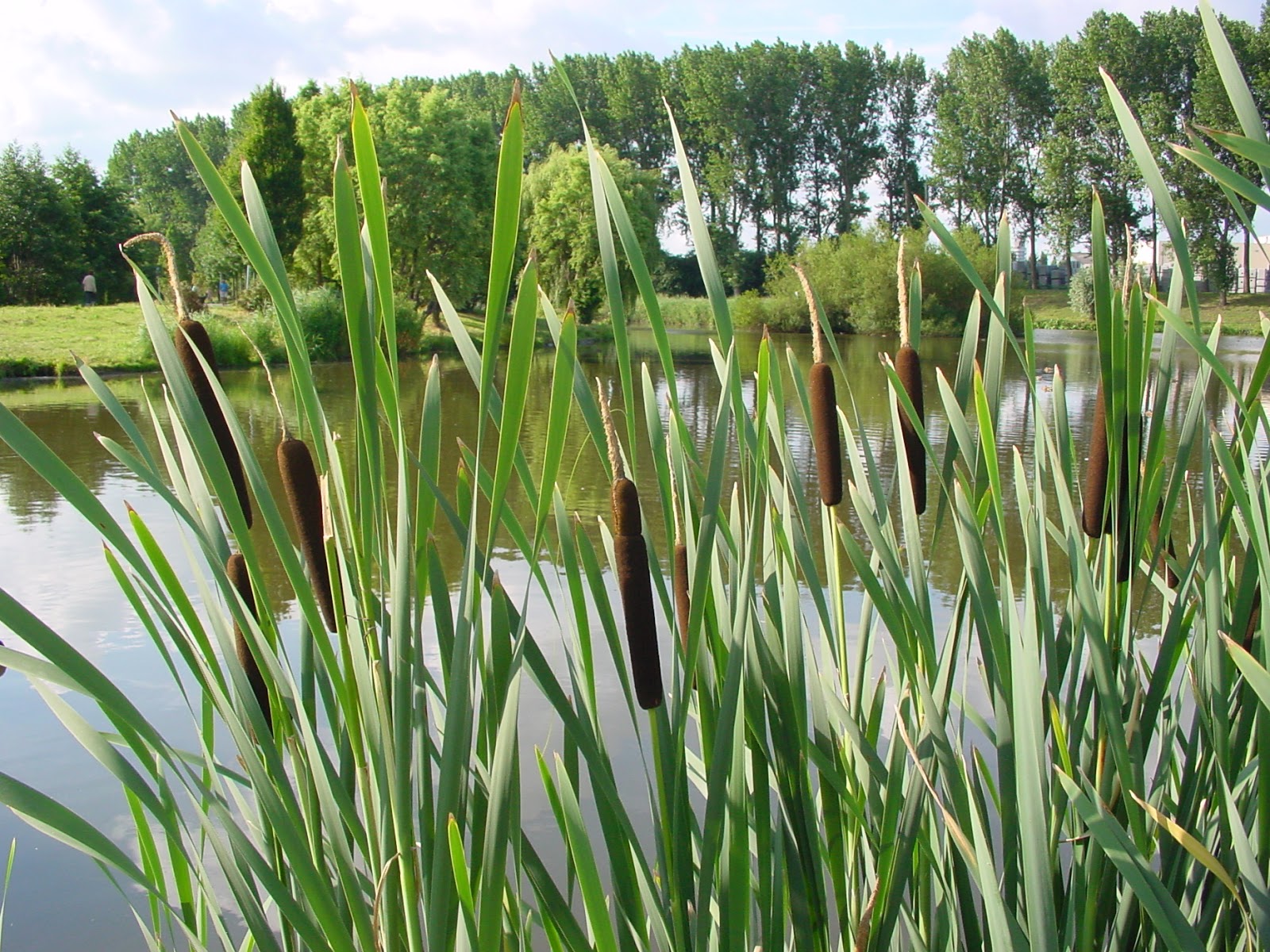 Natuurnotities Monique Smulders: Kannewasser of lampepoetser: de ...