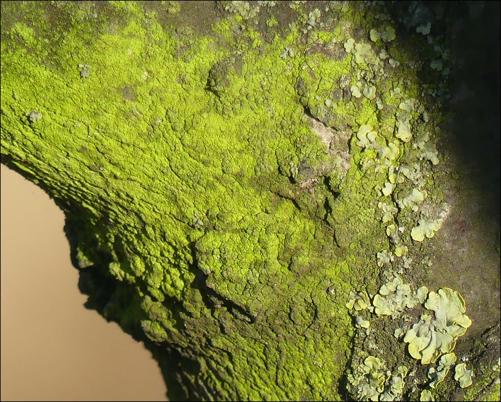 'Our' On-Line Diary: Algae: not Lichens