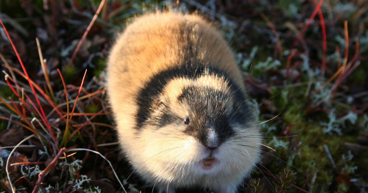 Clancy Tucker's Blog: 29 July 2018 - SOME FACTS ABOUT THE LEMMING