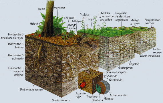 Blog de ciencias Brendita: ¿QUÉ ES EL SUELO?.-