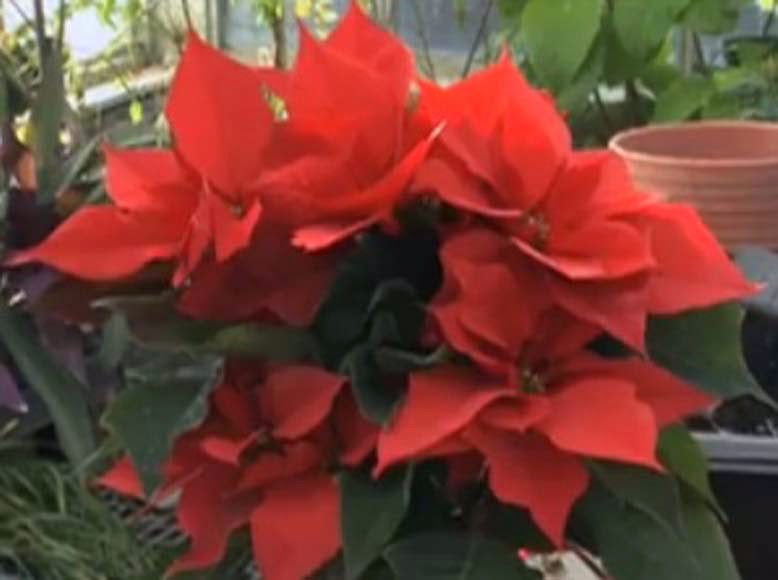 arbustosensevilla-encinarosa: Flor de pascua / Euphorbia pulcherrina ...