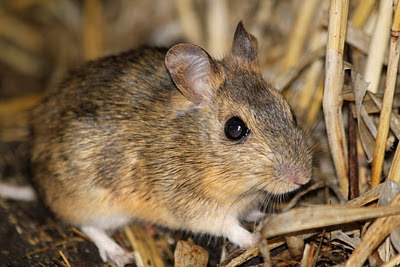 Santiago Carvalho: Rata conejo