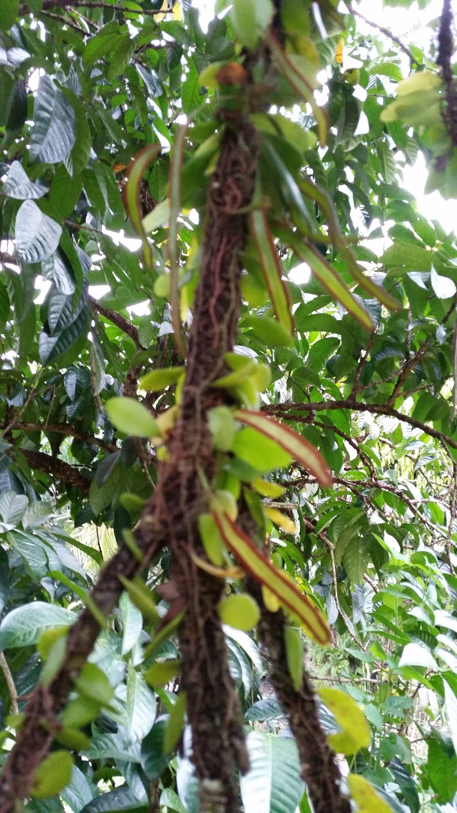 Warisan Petani: Pokok Duit-duit