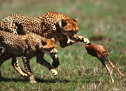 HD Animals Wallpapers: 09/30/11