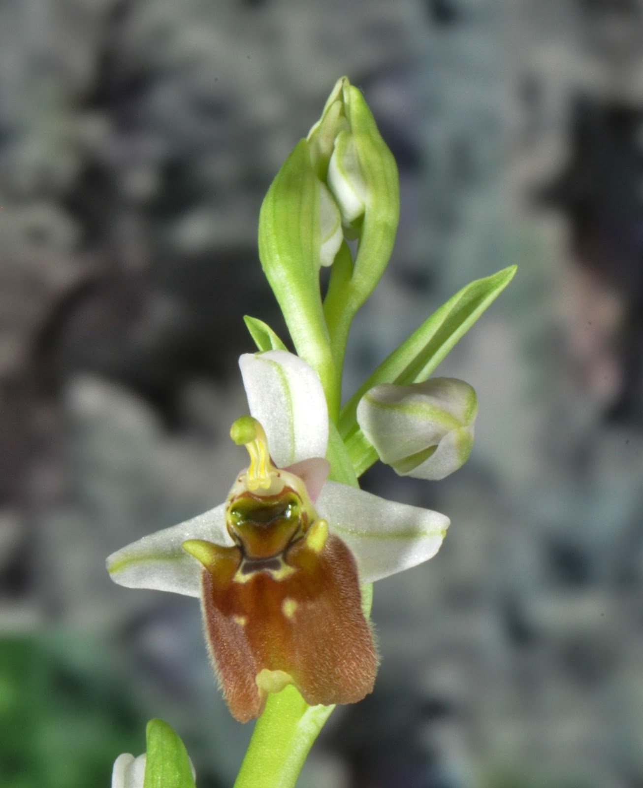 Ophrys i orchis w fotografi.: Ophrys levantina