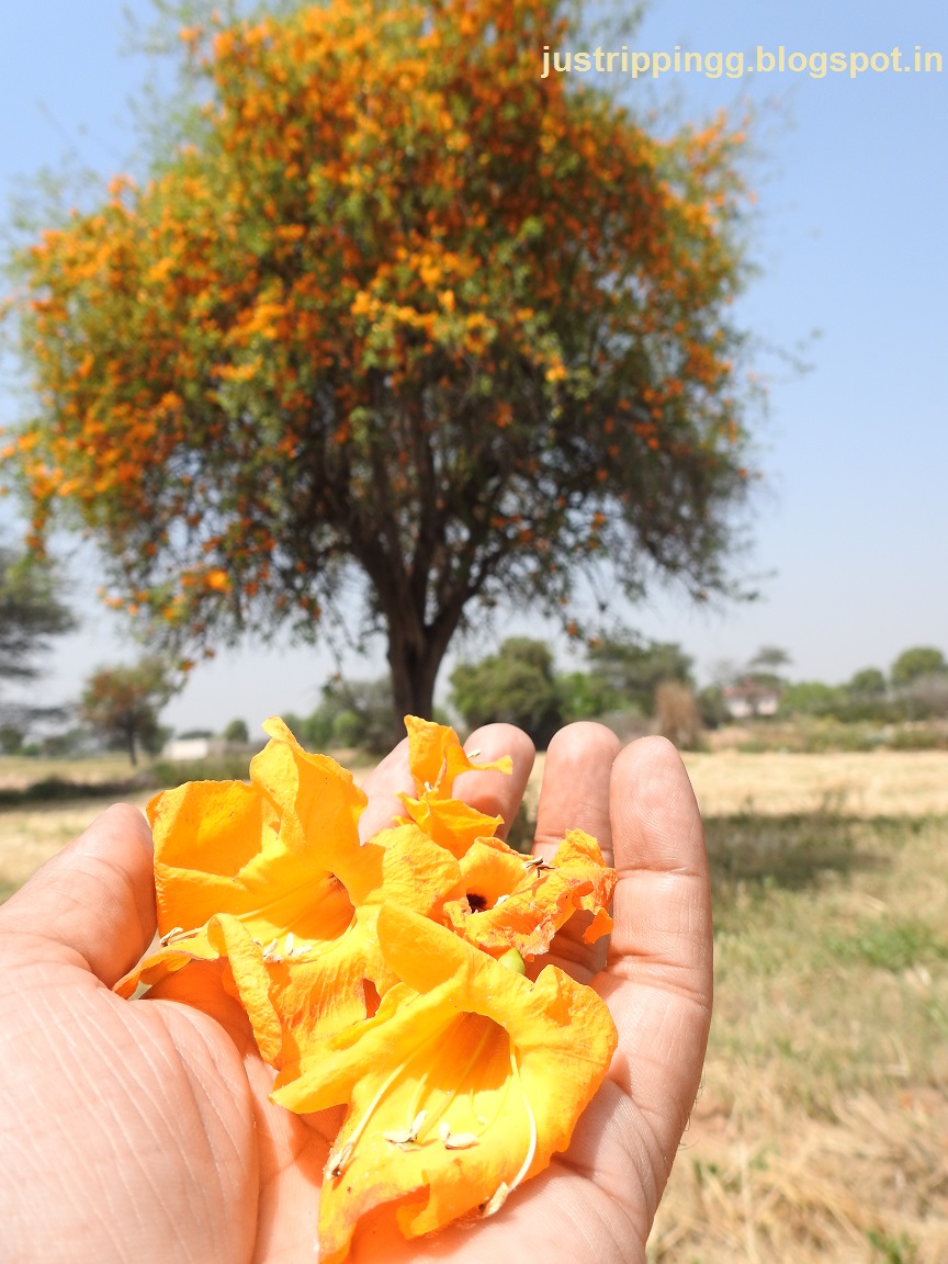 Just Tripping!: Roheda – The Dream in the Desert