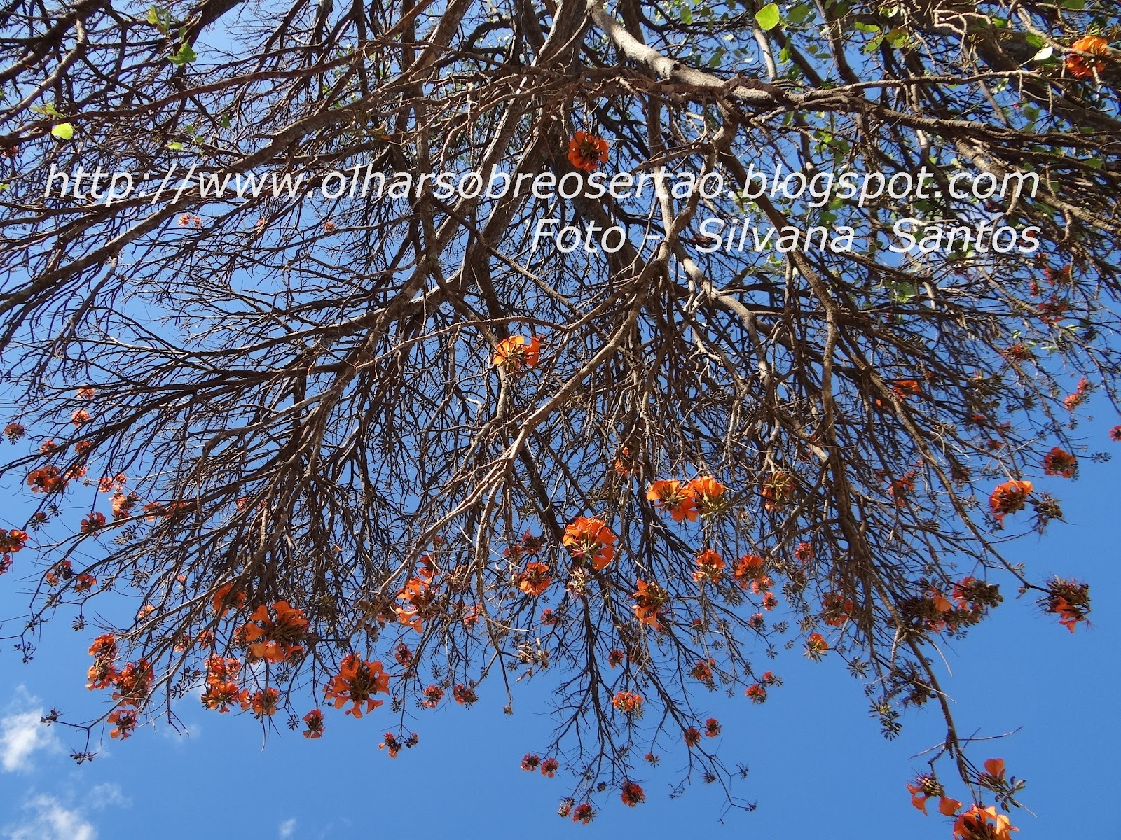 OLHAR SOBRE O SERTÃO: FLORAÇÃO DO MULUNGU