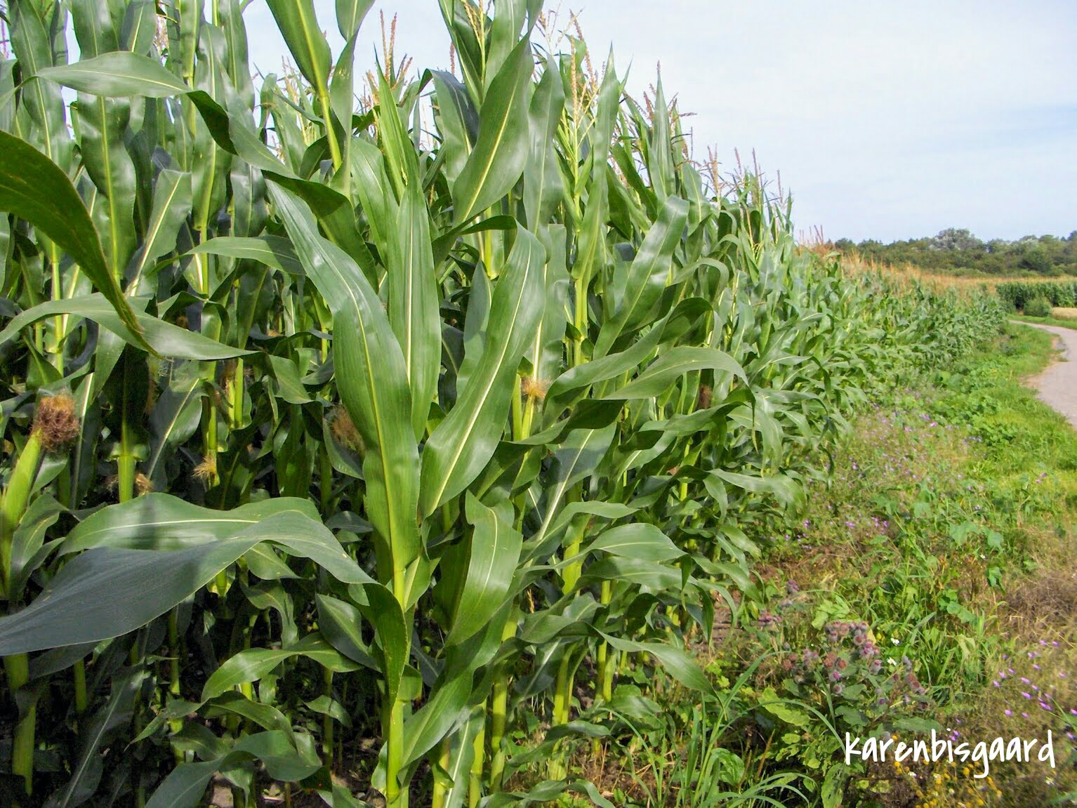 Karen`s Nature Photography: Field with Crop of Maize.